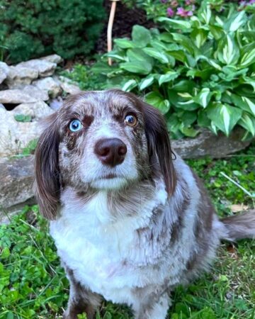 Australian Shepherd Cocker Spaniel Mix (Pictures & Facts)