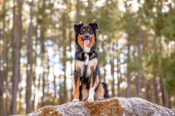 Tri-Color Australian Shepherd: Facts, Genetics, Pictures & More