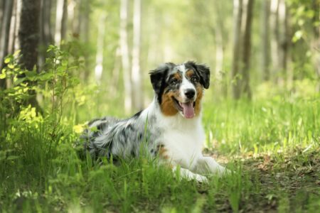 Tri-Color Australian Shepherd: Facts, Genetics, Pictures & More