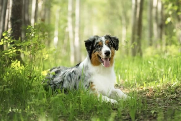 Tri-Color Australian Shepherd: Facts, Genetics, Pictures & More