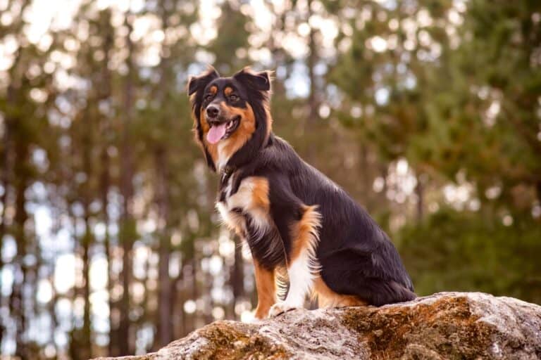 Tri-Color Australian Shepherd: Facts, Genetics, Pictures & More
