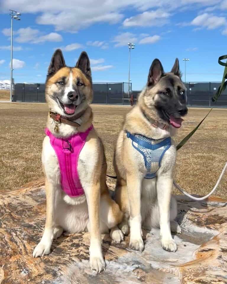 Akita Husky Mix (Huskita): Info, Pictures, Traits & Facts