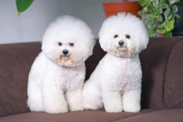 4 Bichon Frise Colors (With Pictures) - Happy Dog Breeds