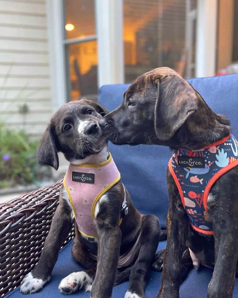 Great Dane Australian Shepherd Mix: Info, Pictures & Facts