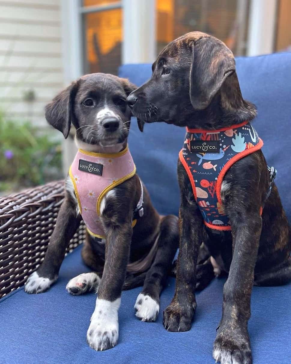 Great Dane Australian Shepherd Mix: Info, Pictures & Facts