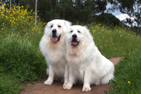 7 Great Pyrenees Colors & Markings (With Pictures)