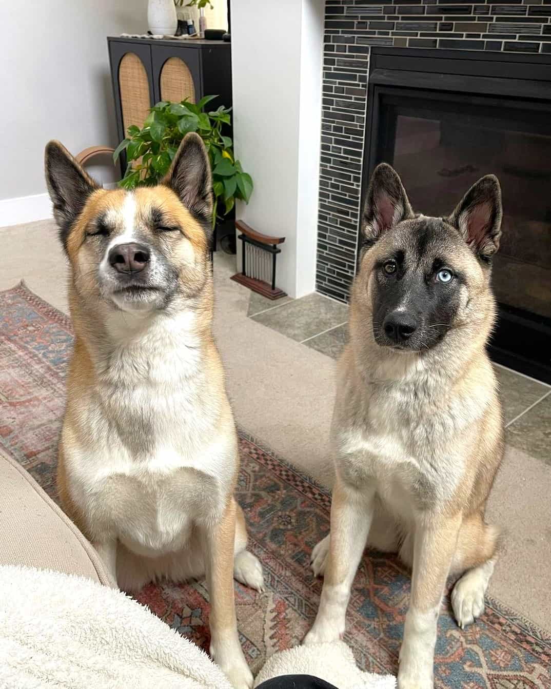 Akita Husky Mix (Huskita): Info, Pictures, Traits & Facts