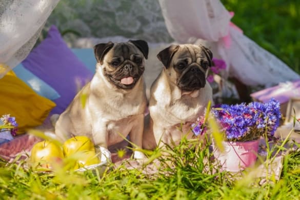 Silver Pug: Info, Genetics, Traits & Facts (With Pictures)