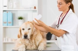 Scabs on Edge of Dog's Ears? Common Causes & What to Do