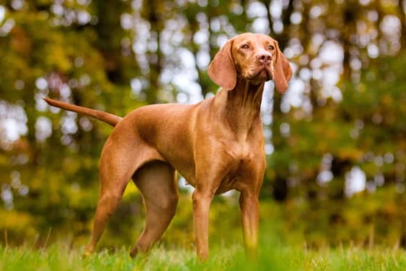 Vizsla vs. Weimaraner: What’s the Difference?