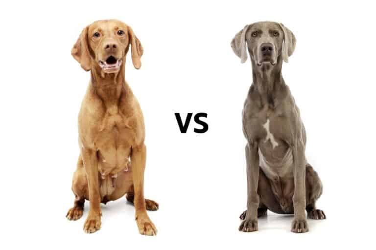 Vizsla vs. Weimaraner: What’s the Difference?