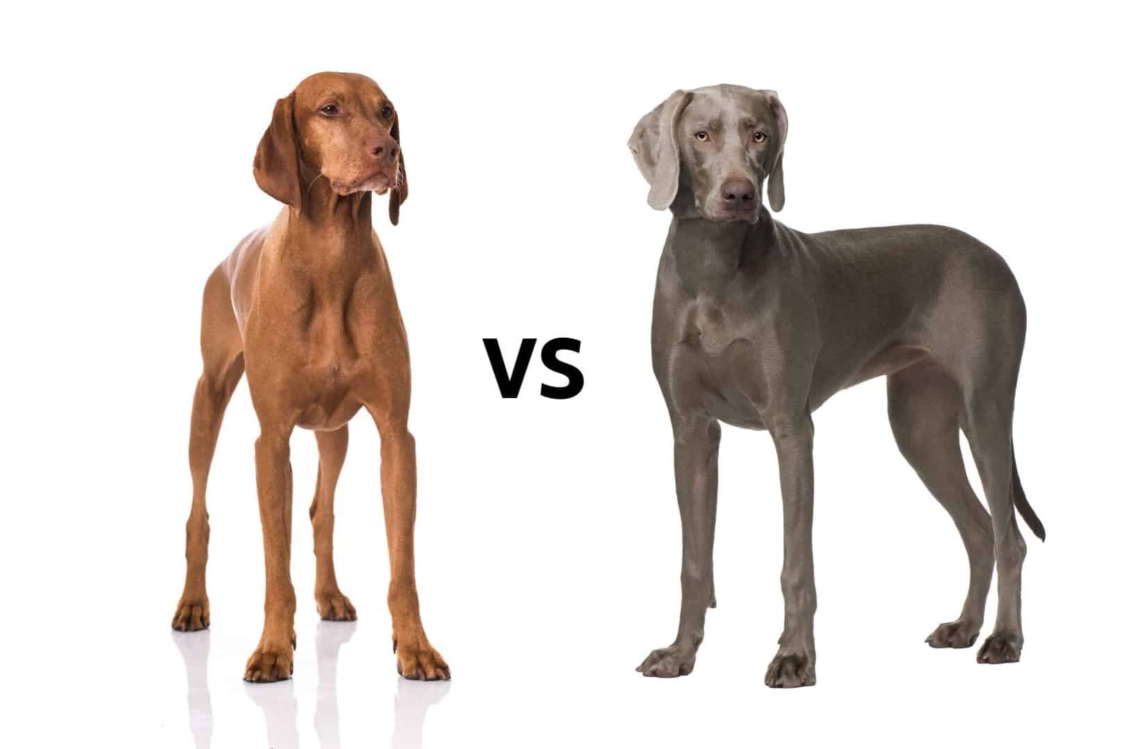 Vizsla vs. Weimaraner: What’s the Difference?