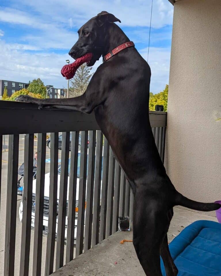 King Doberman: Breed Info, Traits & Facts (With Pictures)