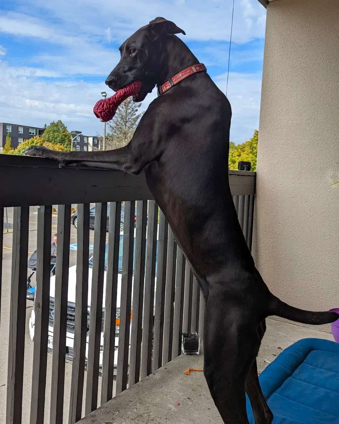 King Doberman: Breed Info, Traits & Facts (With Pictures)