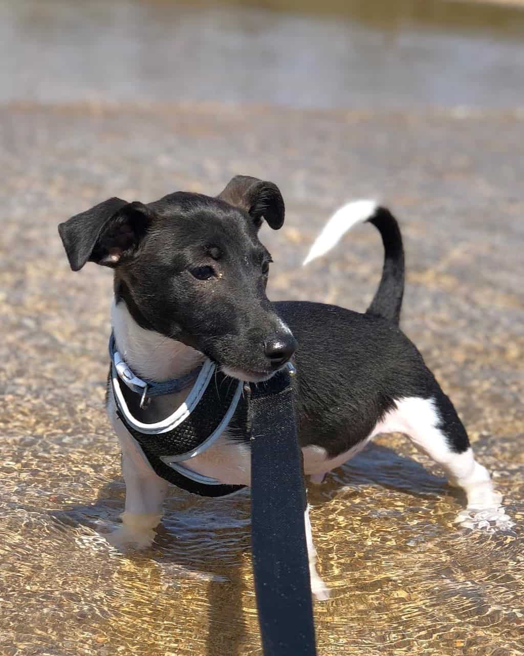 Whippet Jack Russell Mix: Info, Pictures, Traits & Facts