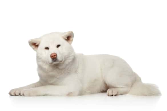 White Akita: Facts, Appearance, Genetics & Pictures