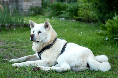 White Akita: Facts, Appearance, Genetics & Pictures