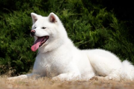 White Akita: Facts, Appearance, Genetics & Pictures