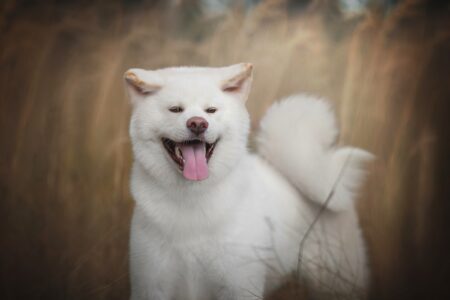 White Akita: Facts, Appearance, Genetics & Pictures