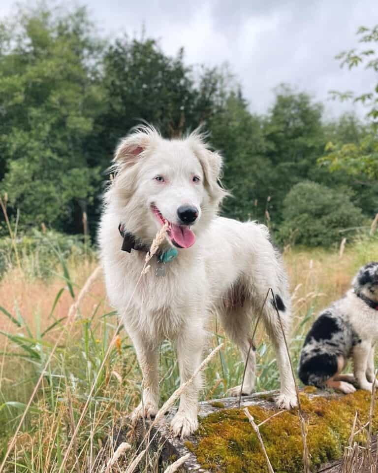 White Australian Shepherd: Info, Facts & Traits (With Pictures)