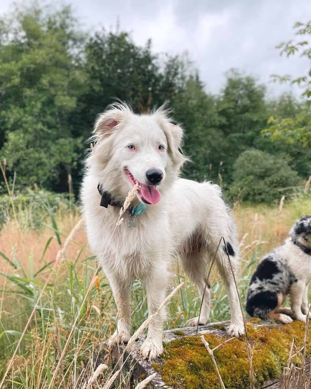 White Australian Shepherd: Info, Facts & Traits (With Pictures)