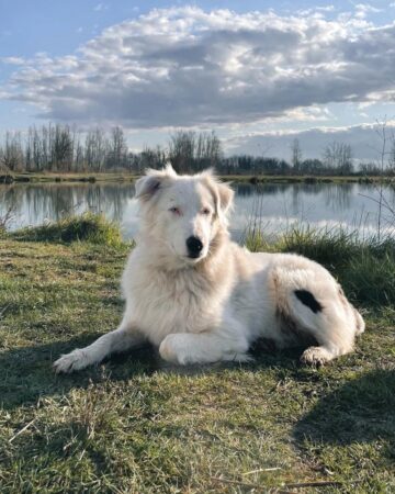 White Australian Shepherd: Info, Facts & Traits (With Pictures)
