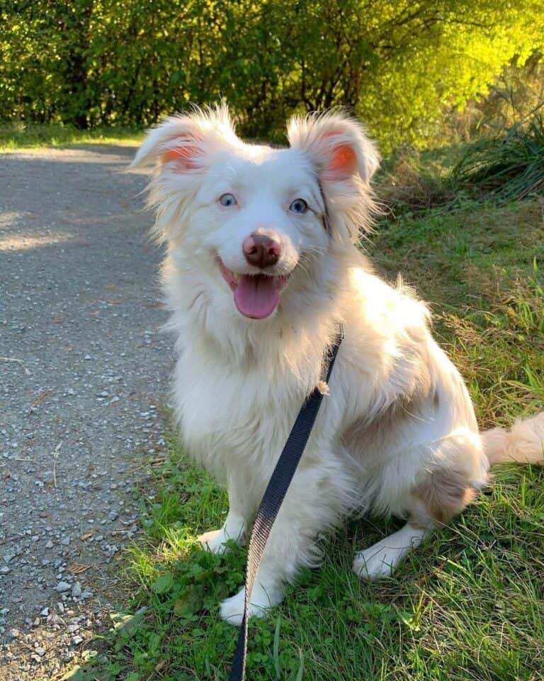 White Australian Shepherd: Info, Facts & Traits (With Pictures)