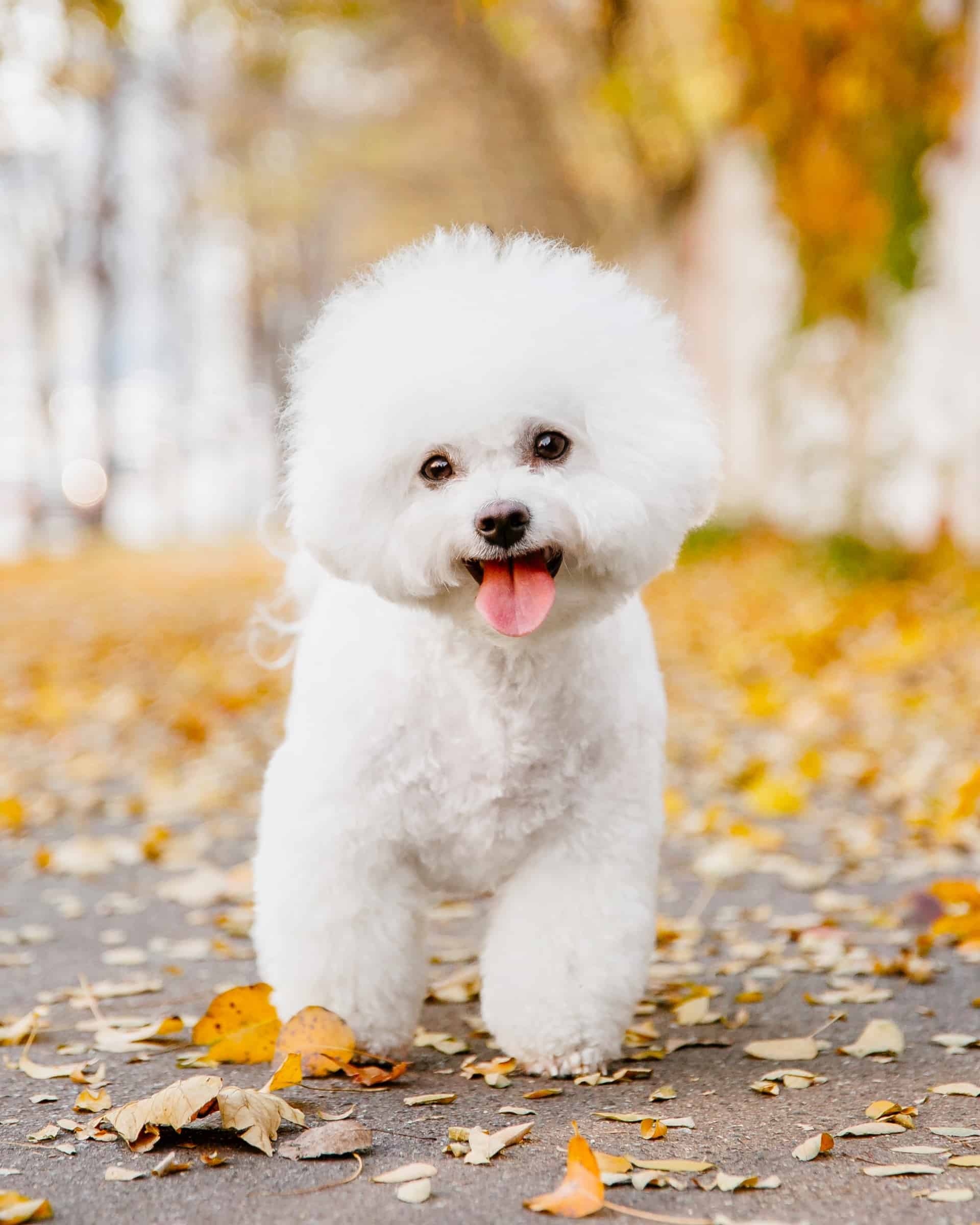 4 Bichon Frise Colors (With Pictures) - Happy Dog Breeds