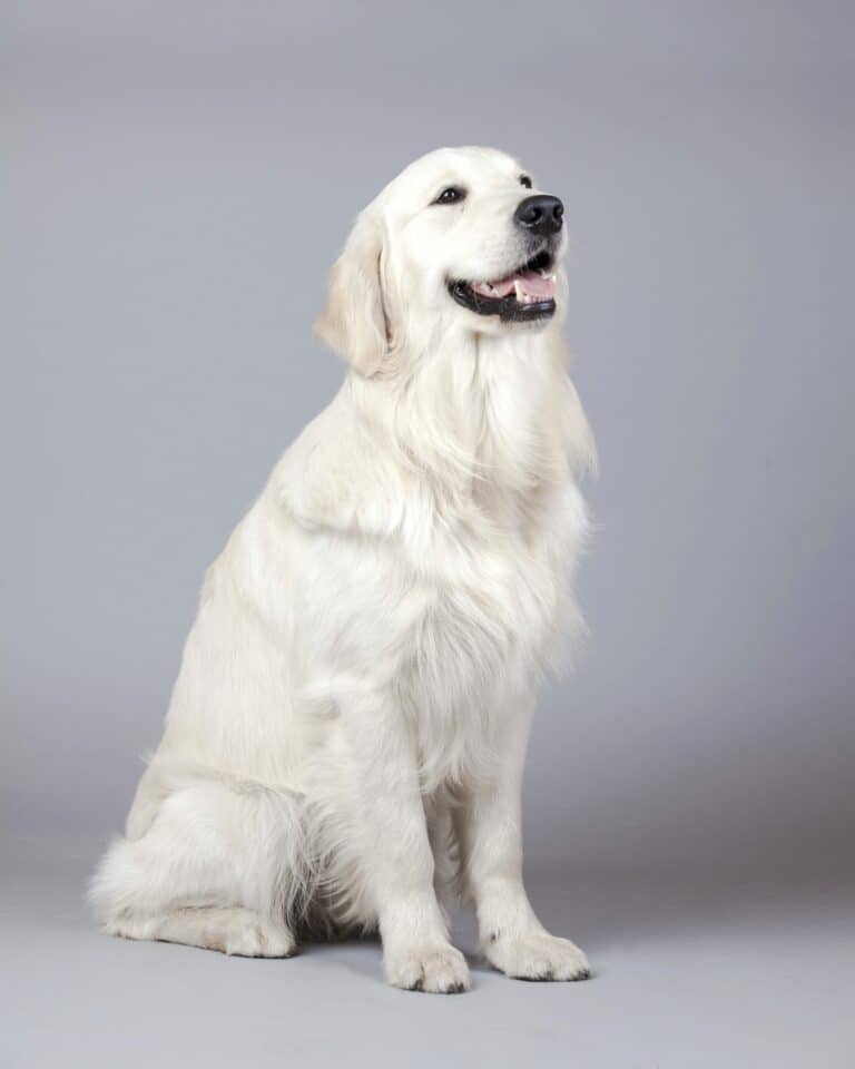 6 Golden Retriever Colors Explained (With Pictures)