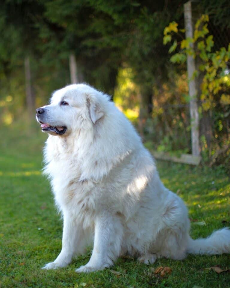 7 Great Pyrenees Colors & Markings (With Pictures)