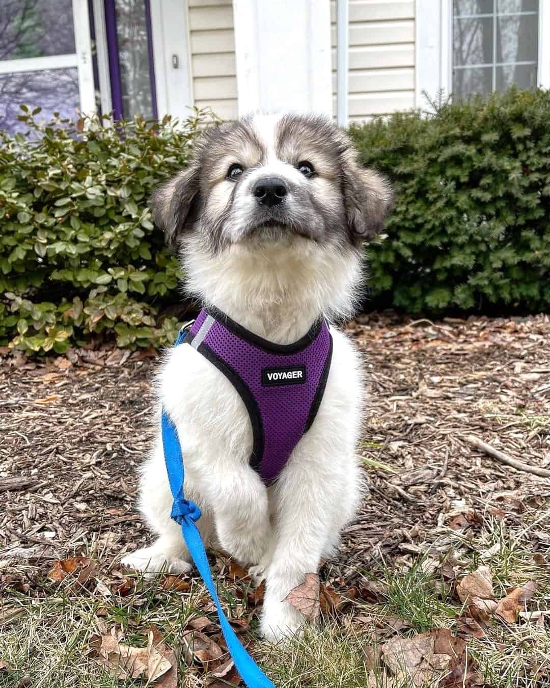 7 Great Pyrenees Colors & Markings (With Pictures)