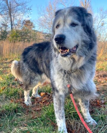 7 Great Pyrenees Colors & Markings (With Pictures)