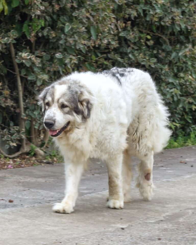 7 Great Pyrenees Colors & Markings (With Pictures)