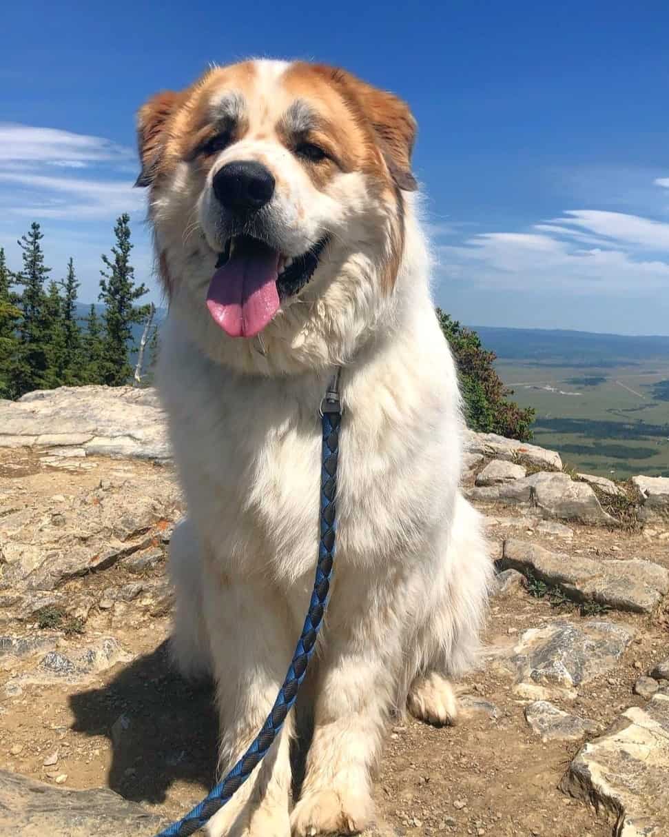 7 Great Pyrenees Colors & Markings (With Pictures)