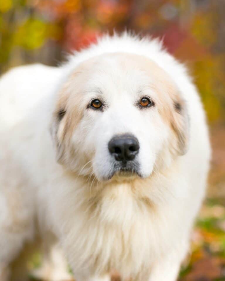 7 Great Pyrenees Colors & Markings (With Pictures)