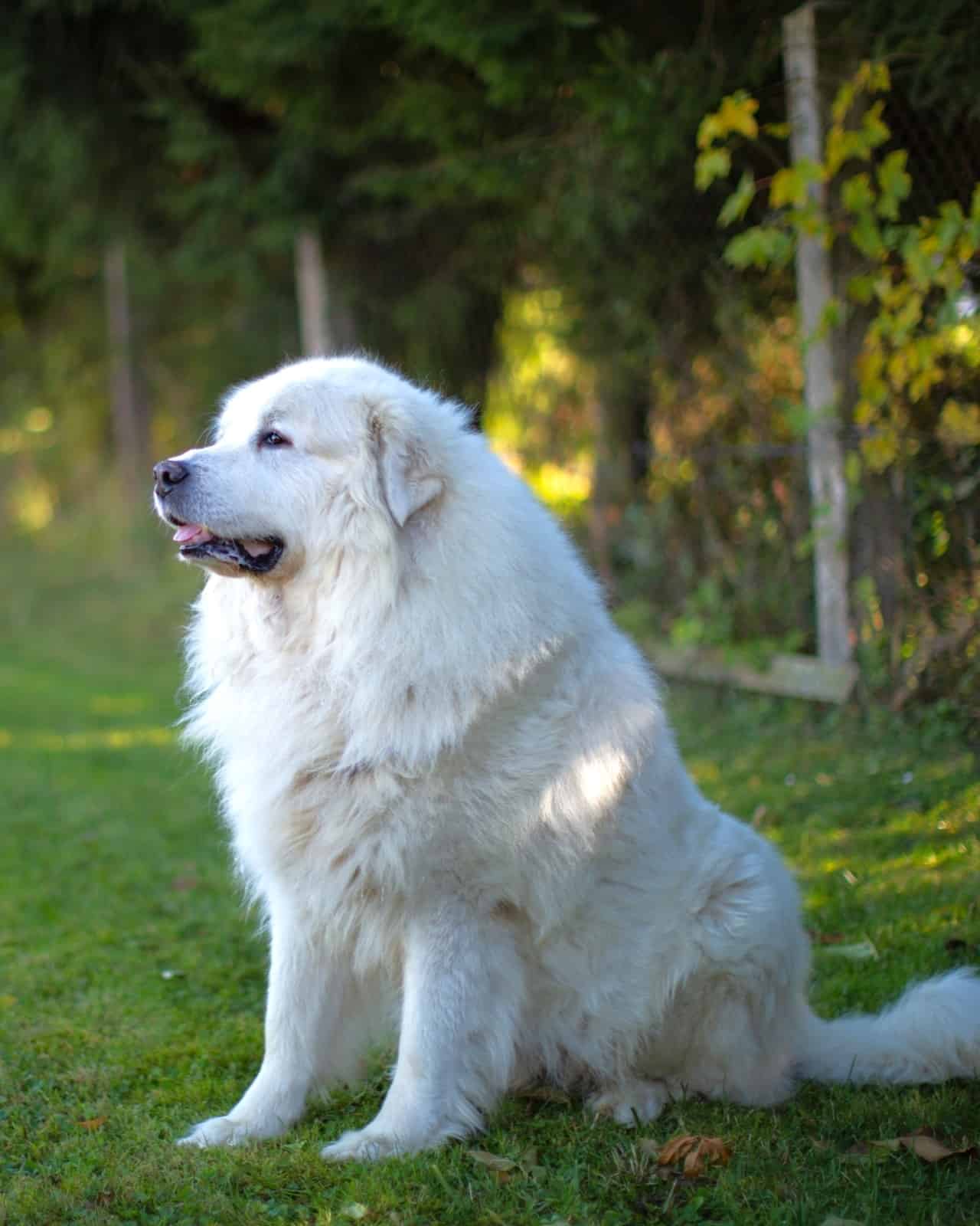 7 Great Pyrenees Colors & Markings (With Pictures)