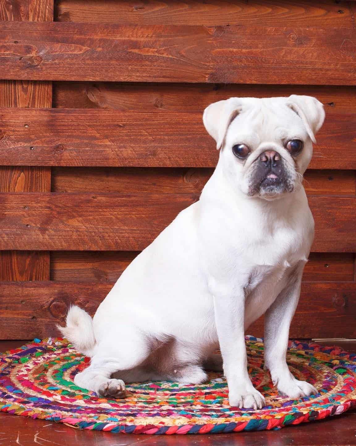 White Pugs (Leucistic & Albino Pugs): A Complete Guide