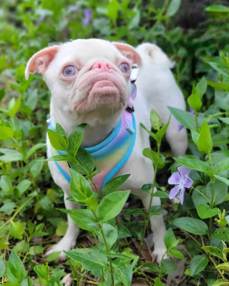 White Pugs (Leucistic & Albino Pugs): A Complete Guide