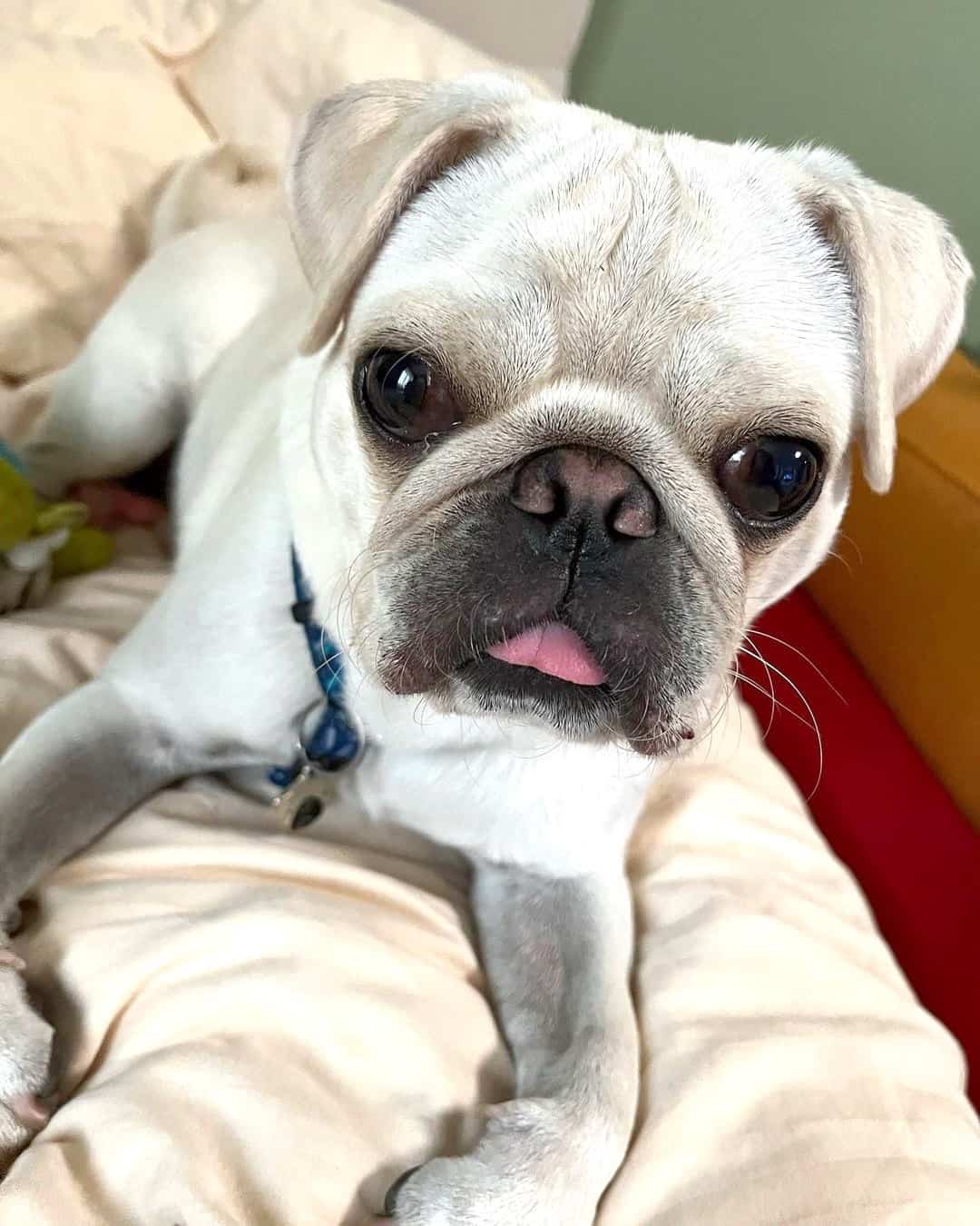 White Pugs (Leucistic & Albino Pugs): A Complete Guide