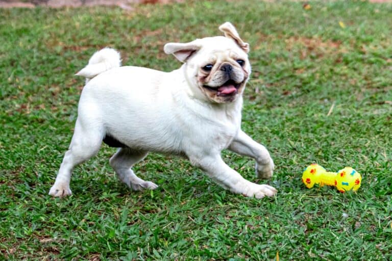 White Pugs (Leucistic & Albino Pugs): A Complete Guide
