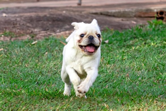Dudley Lab: Facts About the Pink Nose Labrador