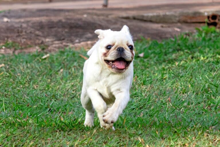 White Pugs (Leucistic & Albino Pugs): A Complete Guide