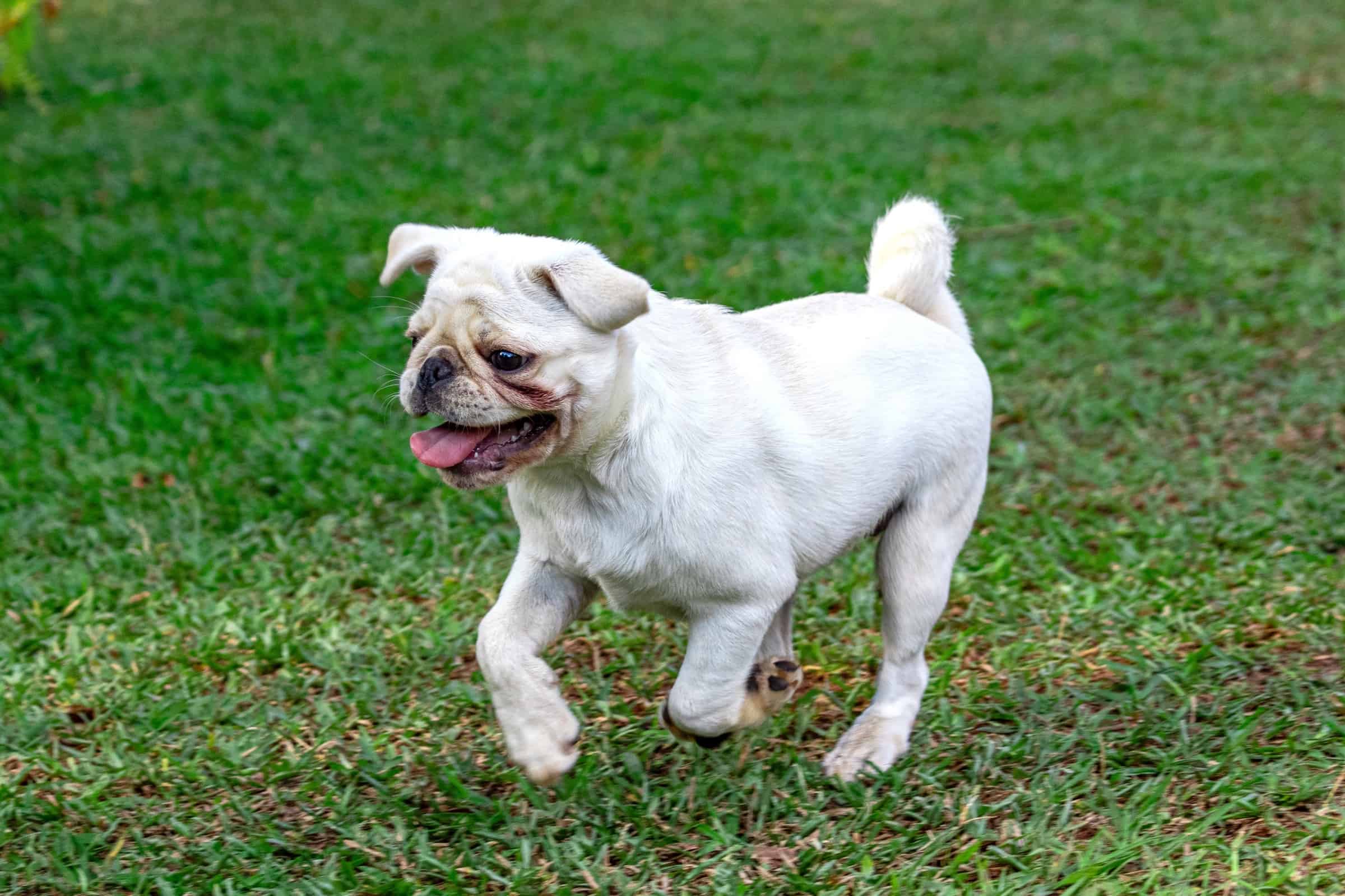 White Pugs (Leucistic & Albino Pugs): A Complete Guide