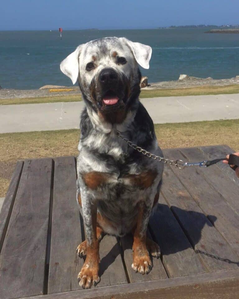 7 Rottweiler Colors and Patterns (With Pictures)