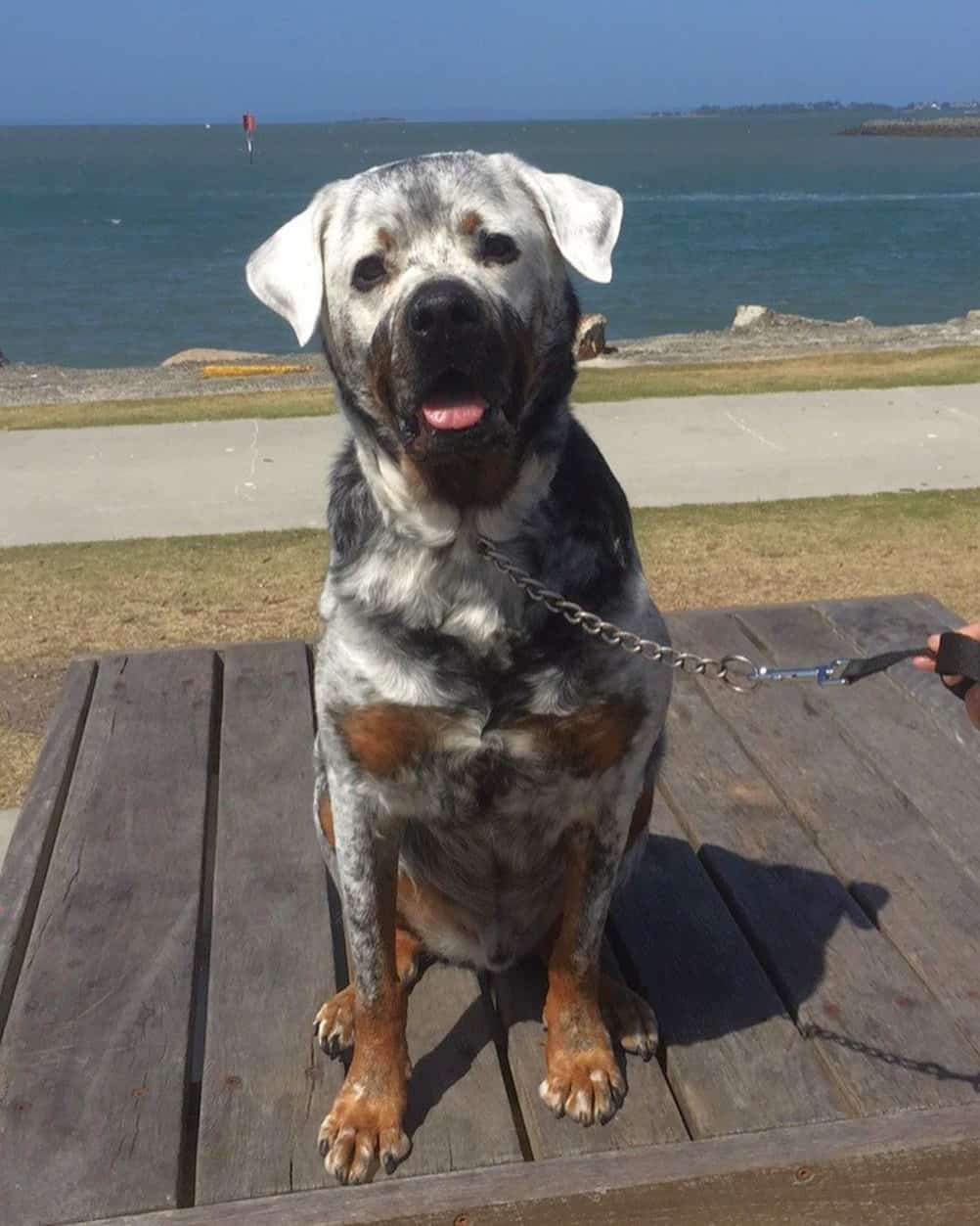 7 Rottweiler Colors and Patterns (With Pictures)