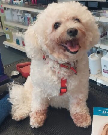 4 Bichon Frise Colors (With Pictures) - Happy Dog Breeds