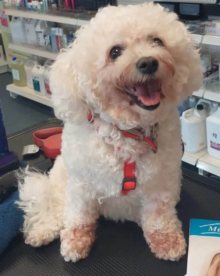 4 Bichon Frise Colors (With Pictures) - Happy Dog Breeds