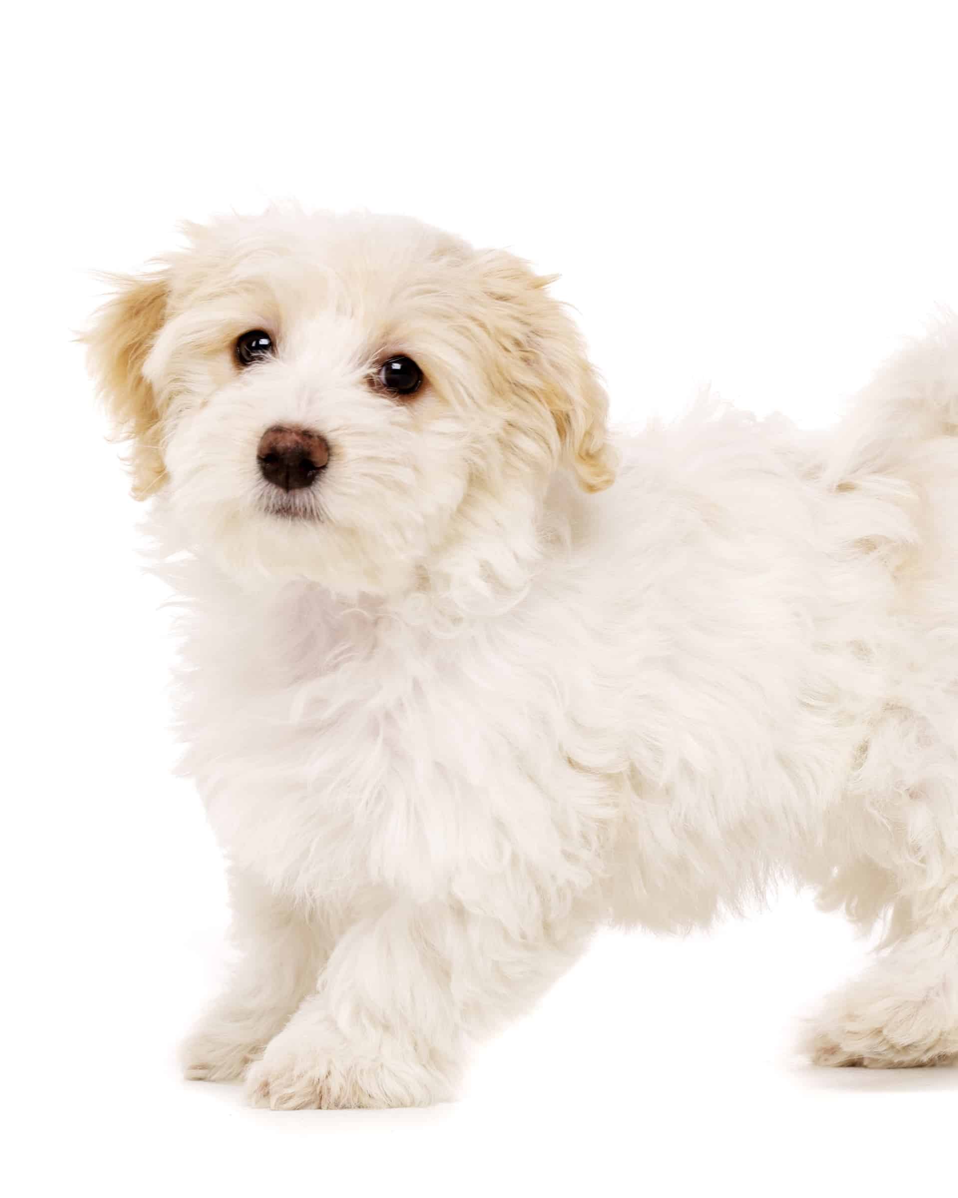 4 Bichon Frise Colors (With Pictures) - Happy Dog Breeds