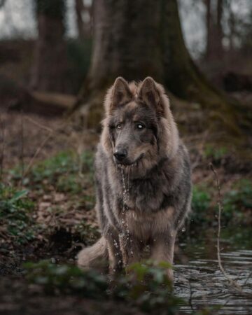 Alaskan Malamute Wolf Mix (Wolamute): Info, Pictures & Facts