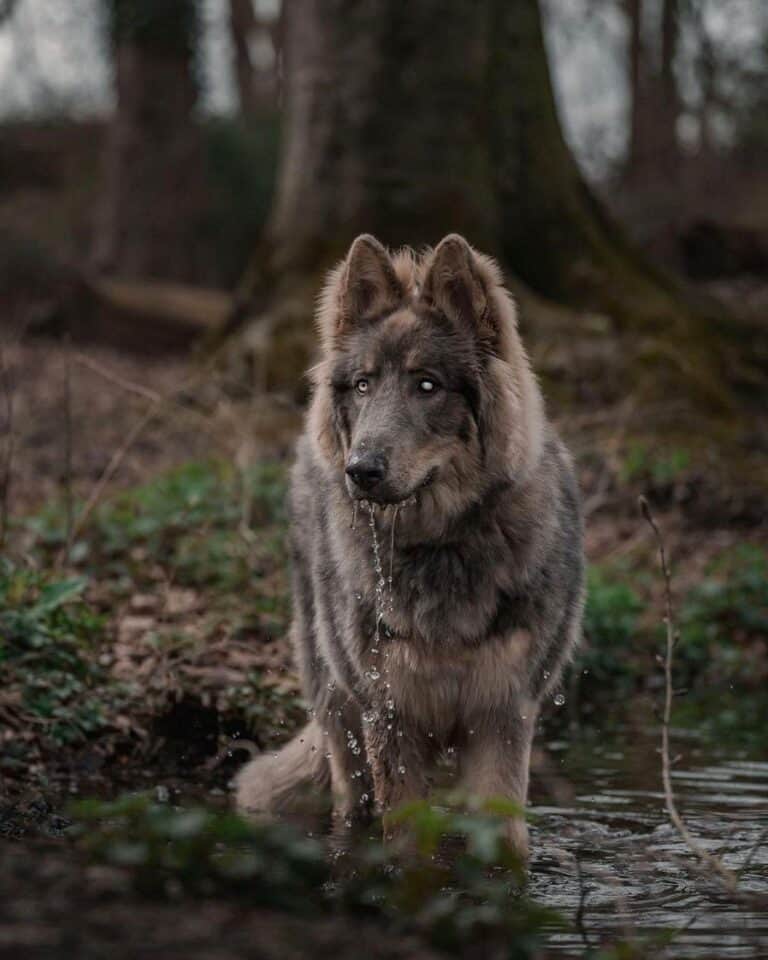 Alaskan Malamute Wolf Mix (Wolamute): Info, Pictures & Facts